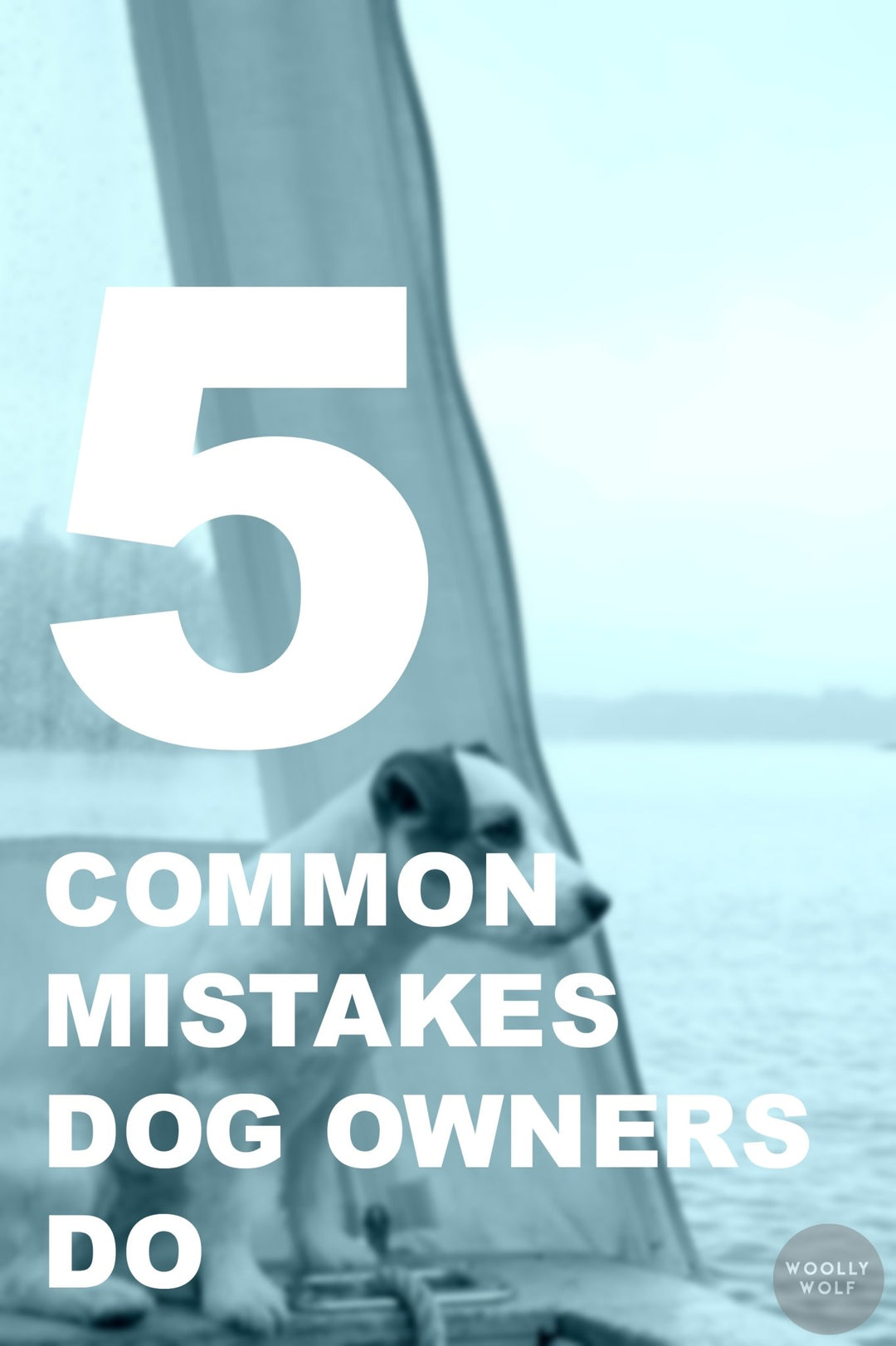 5 Common Mistakes Dog Owners Make – Woolly Wolf