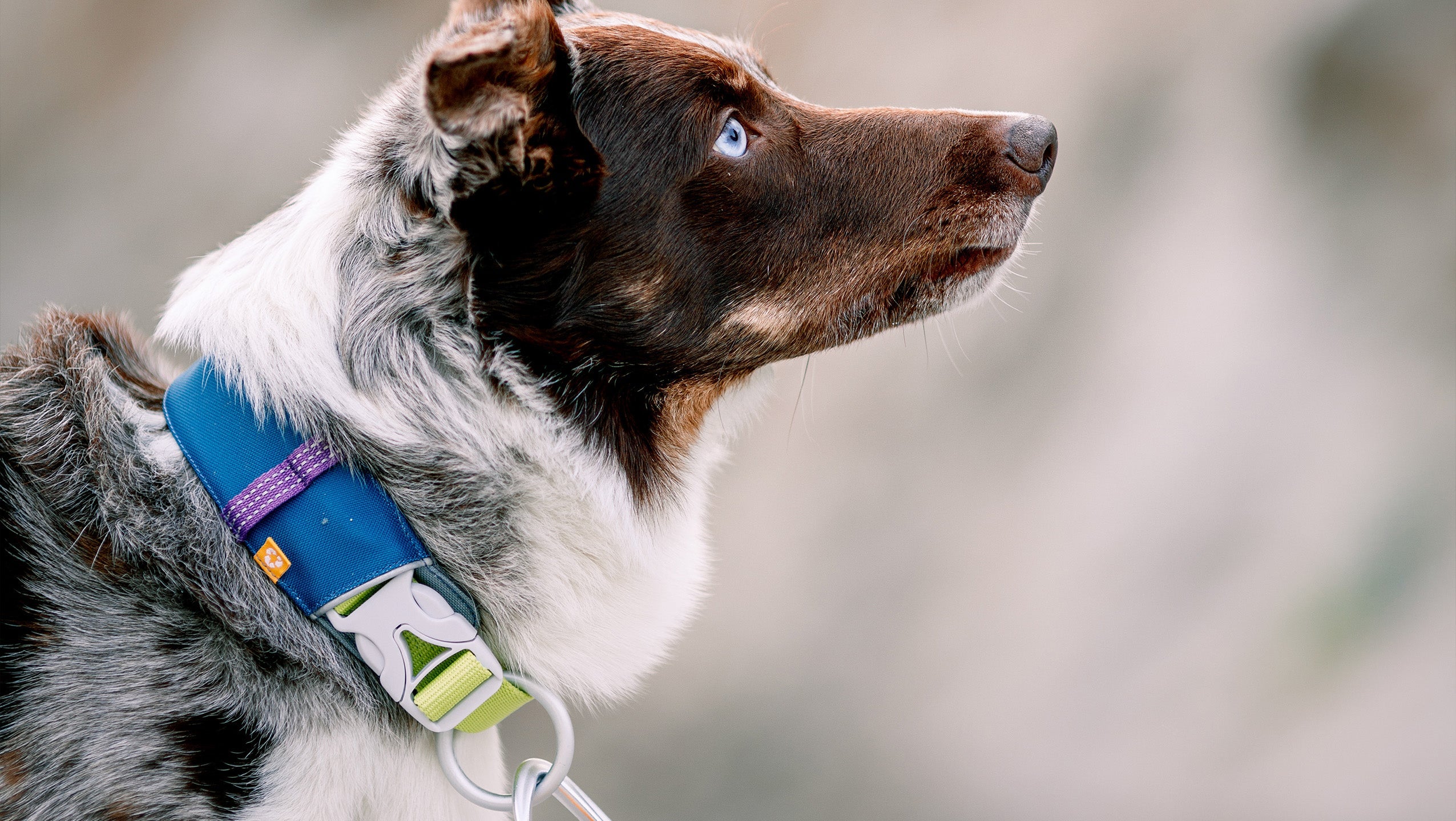 Alpha 360 Dog Collar - Woolly Wolf