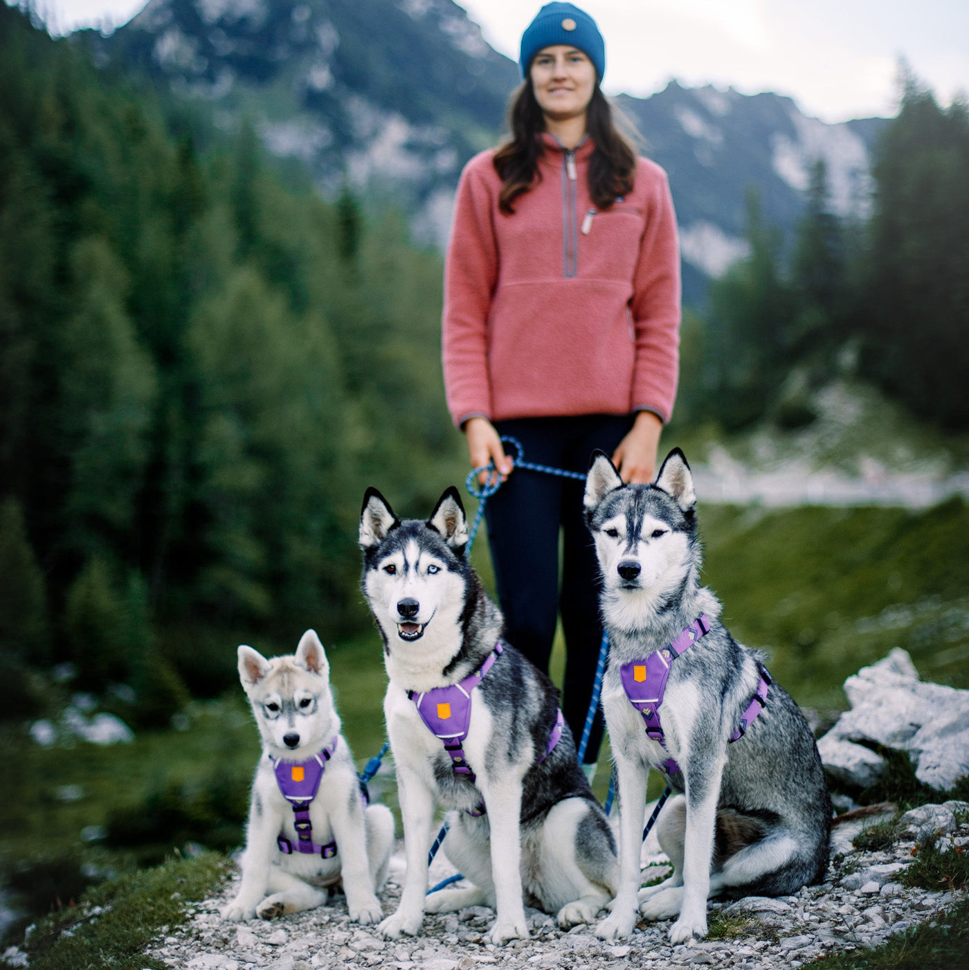 WoollyWolf - Gear For Exploring Dogs – Woolly Wolf