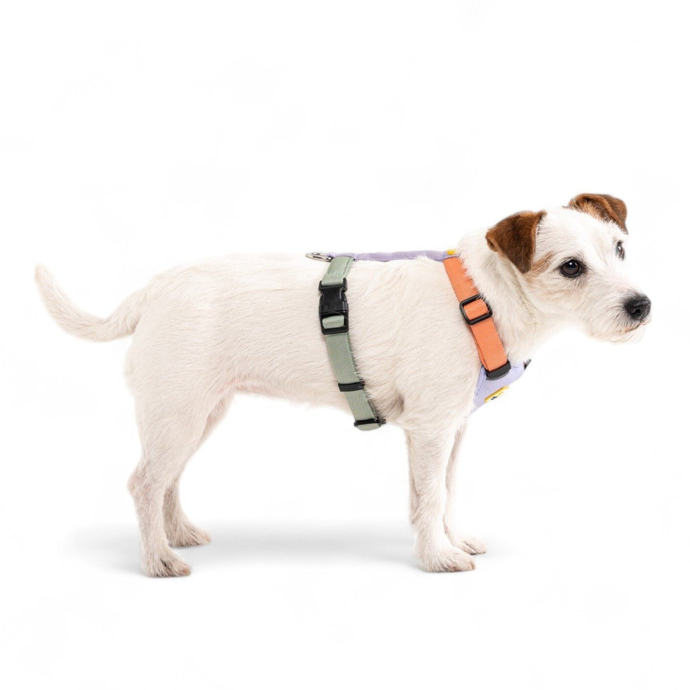 Color Block Dog Harness - Woolly Wolf