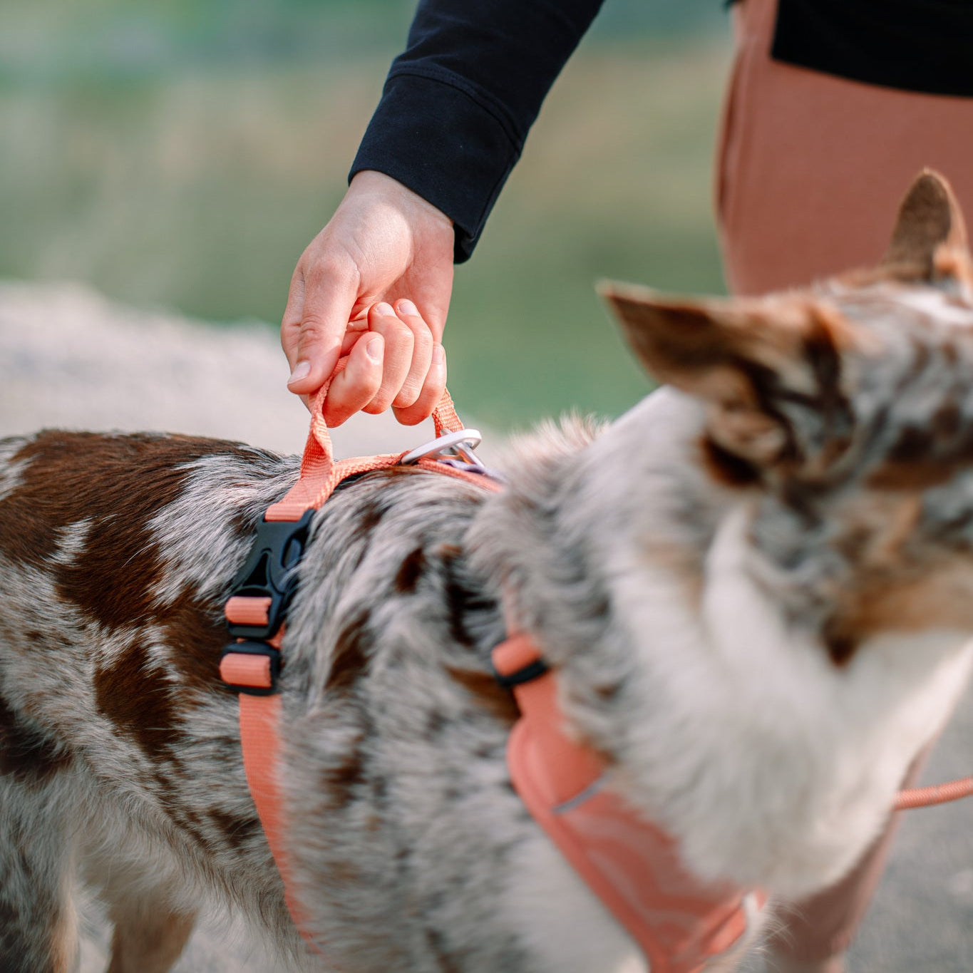 Roam Dog Harness Salmon Pink - Woolly Wolf