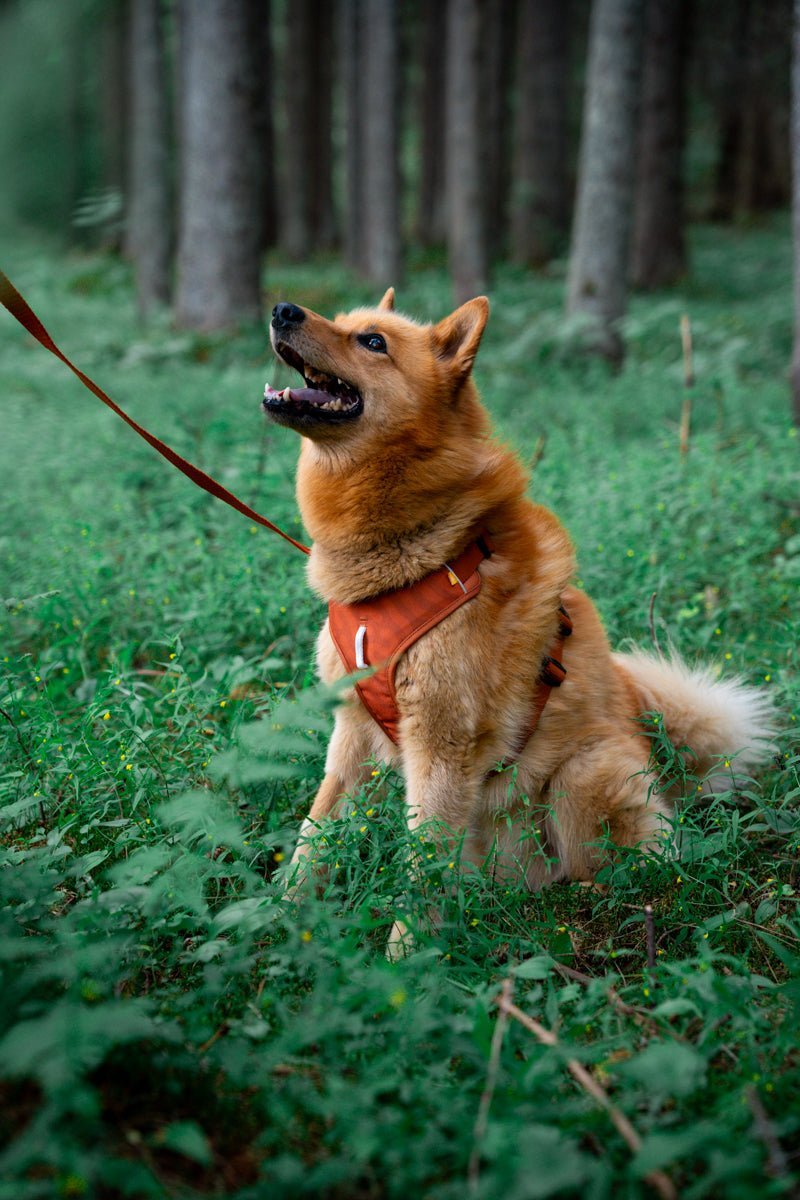 Roam Harness Terracotta Ripple – Woolly Wolf